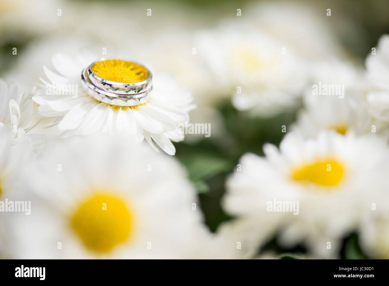 Silver wedding rings on white flowers field Stock Photo - Alamy