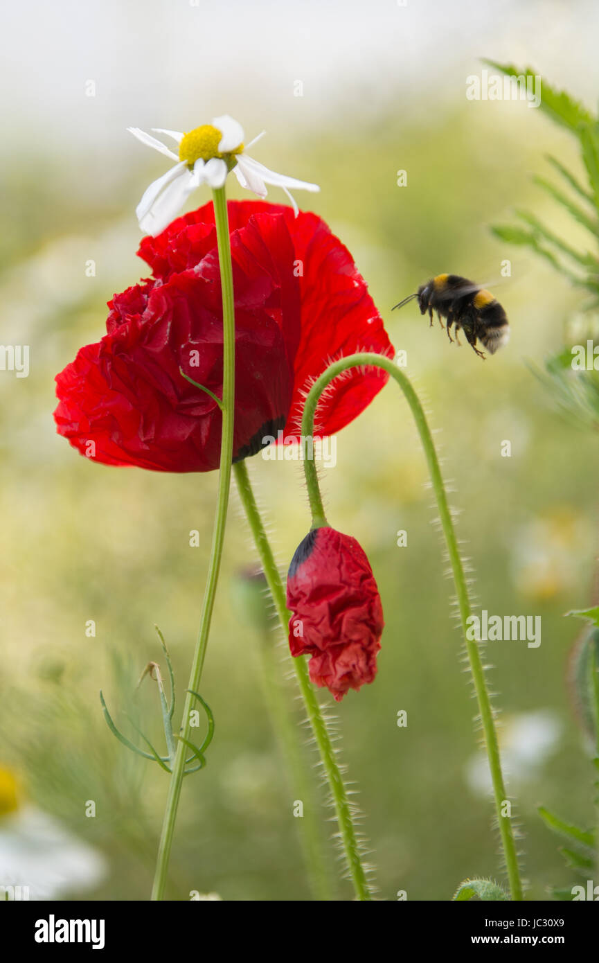 A bumblebee flying over to a red booming poppy flower and a poppy bud ...