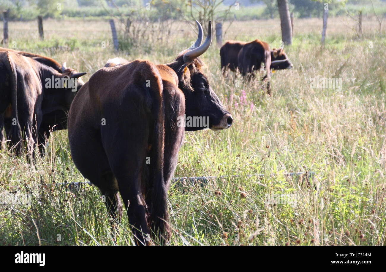 Robust hi-res stock photography and images - Alamy