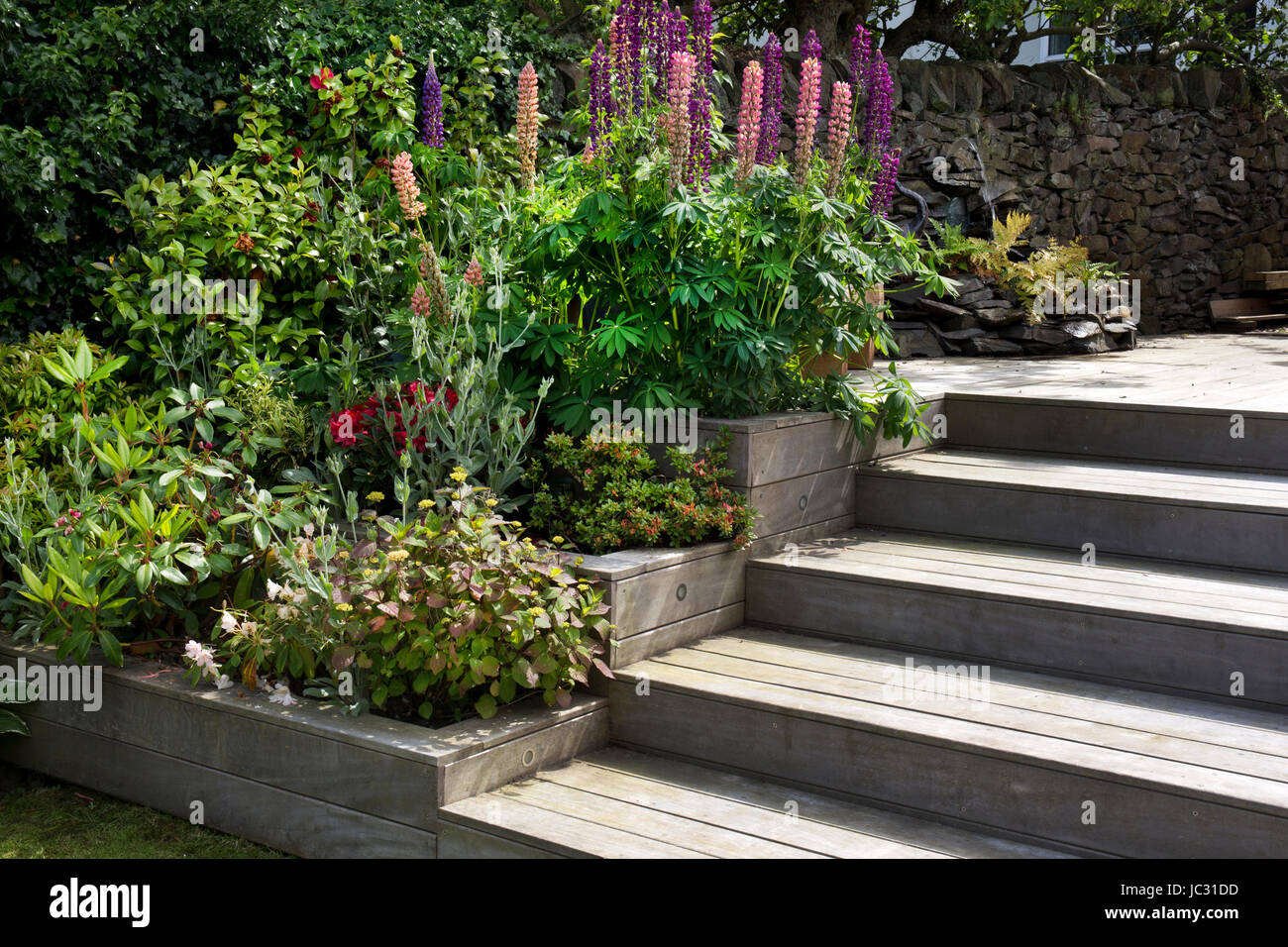 wooden painted steps and tiered borders in english garden Stock Photo ...