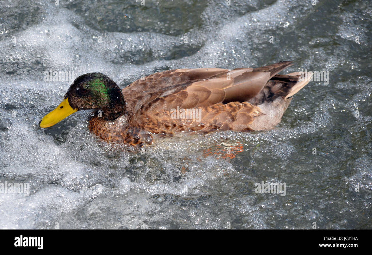 duck in spa Stock Photo - Alamy