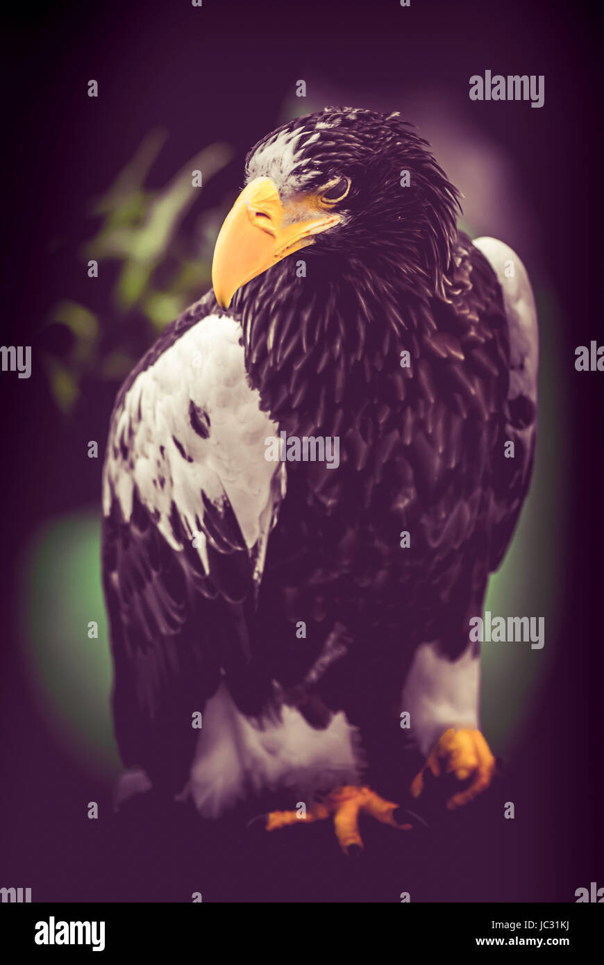 hawk, hunter bird in the forest Stock Photo - Alamy