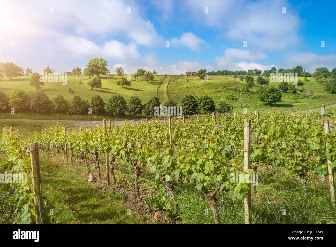 Vineyard landscape view hi-res stock photography and images - Alamy