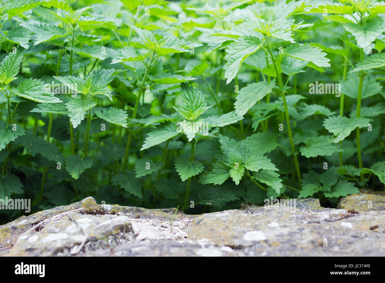 Tares hi-res stock photography and images - Alamy