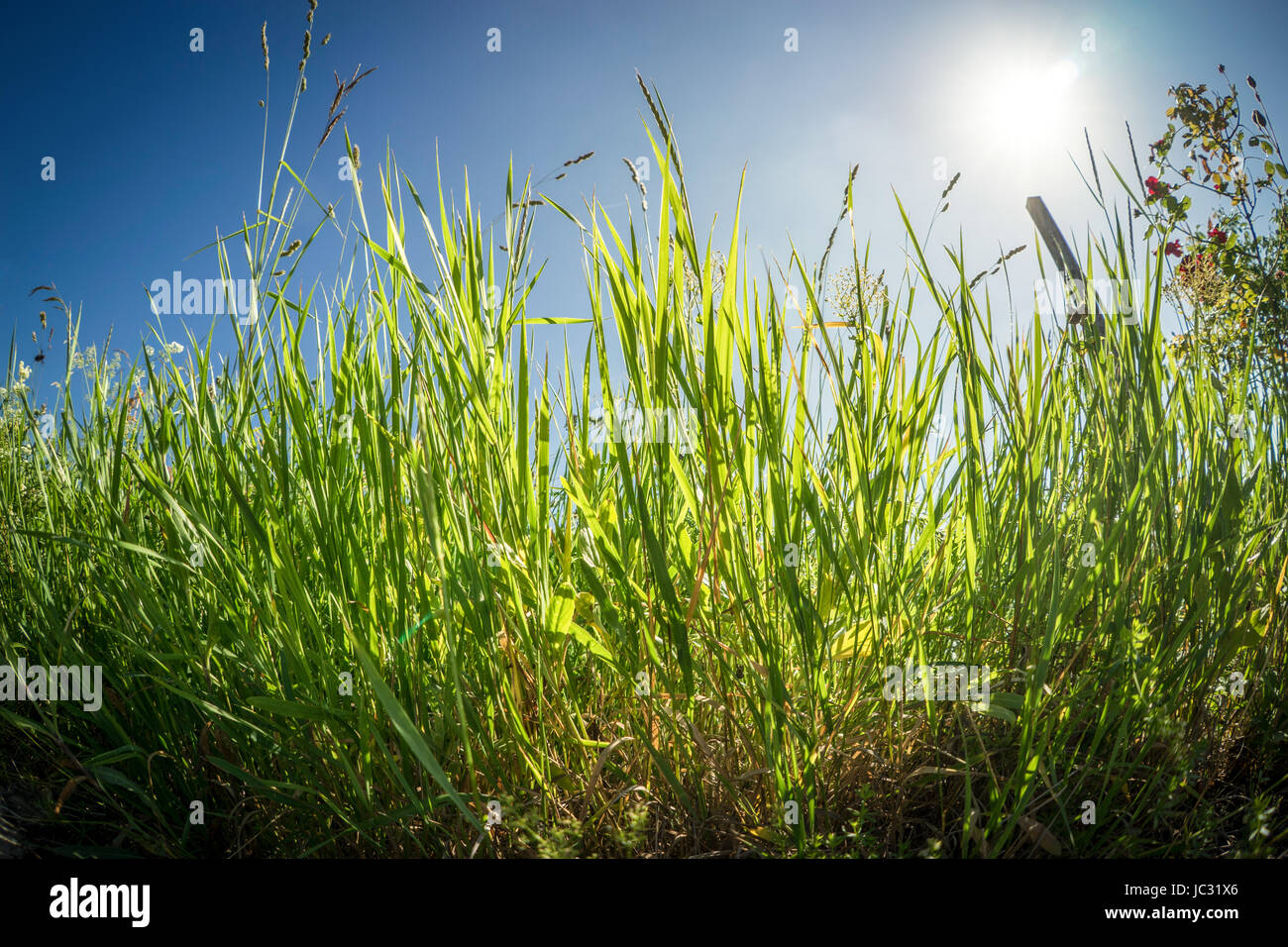 Fresh growing green gras in summer Stock Photo - Alamy
