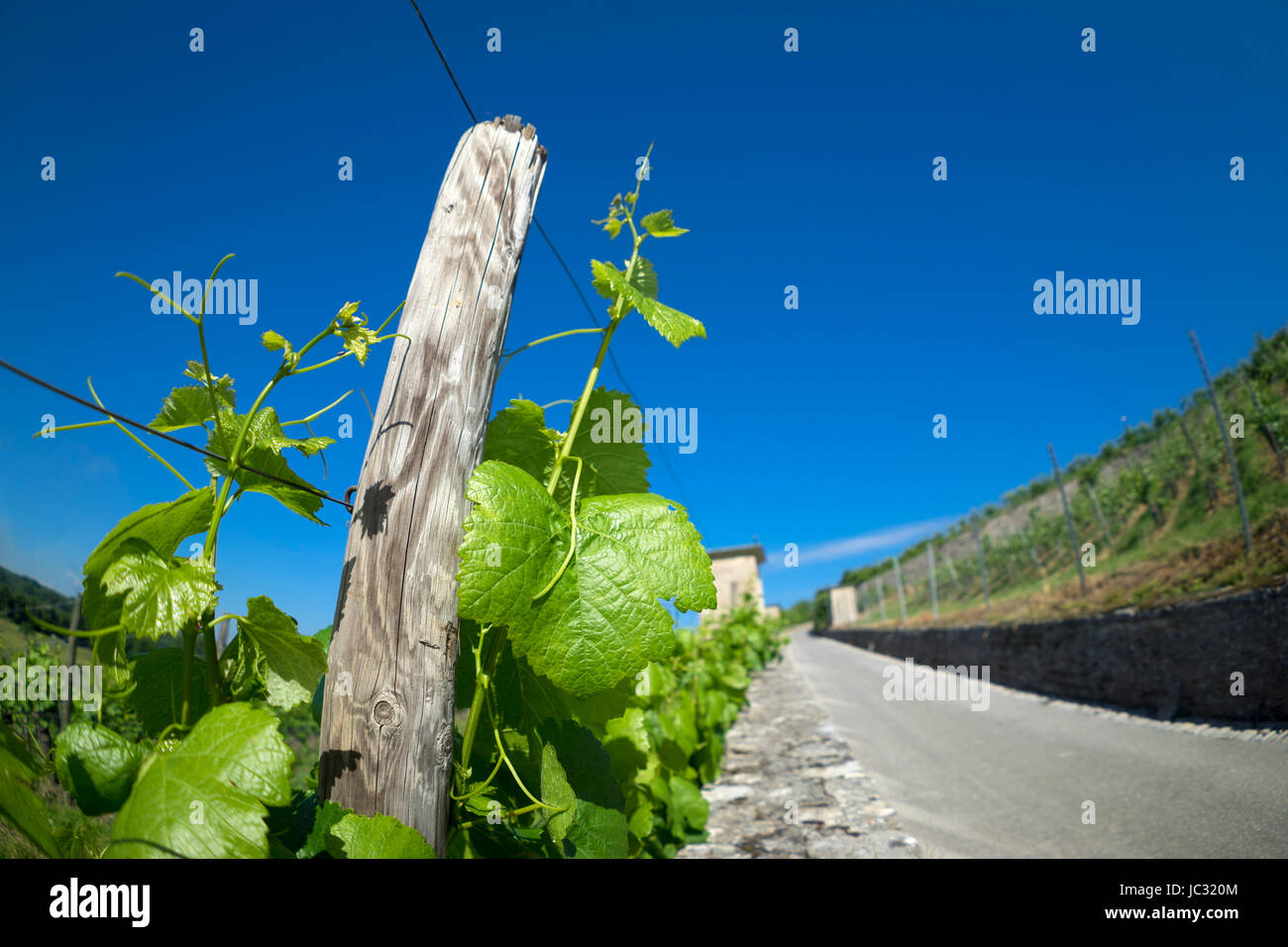 Wild growing vine plant along the footpath Stock Photo - Alamy
