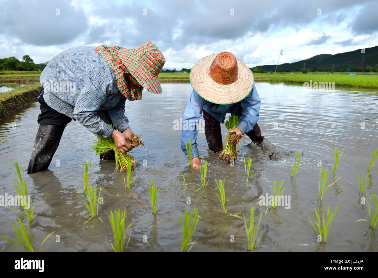 thailand farmer work in a rice plantation Stock Photo - Alamy