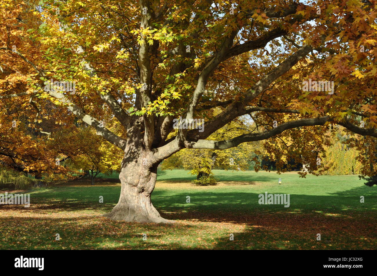 platane, herbst, baum herbstlich, herbstfarben, bunt, gelb, natur ...