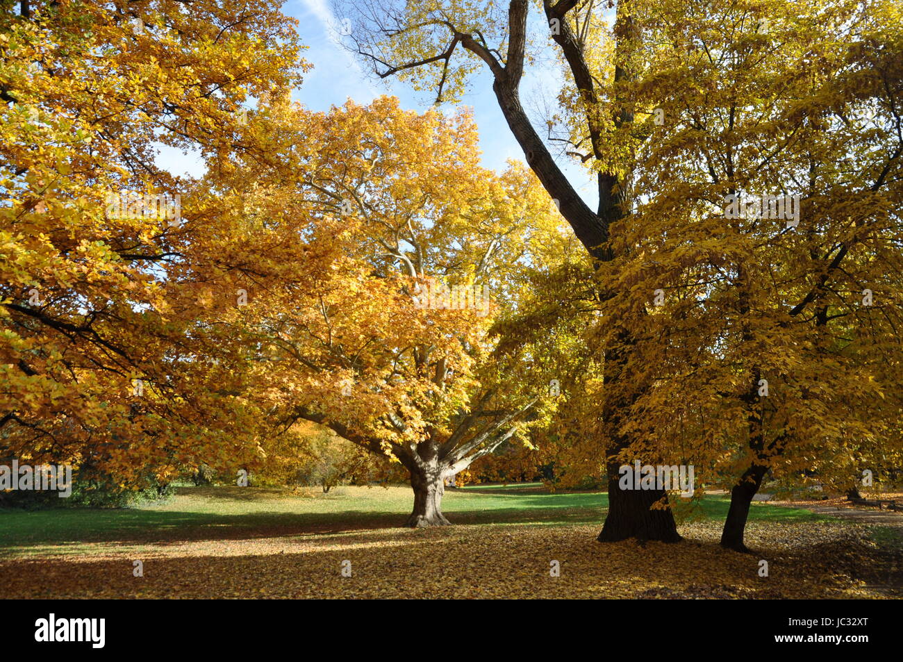 platane, herbst, baum herbstlich, herbstfarben, bunt, gelb, natur ...