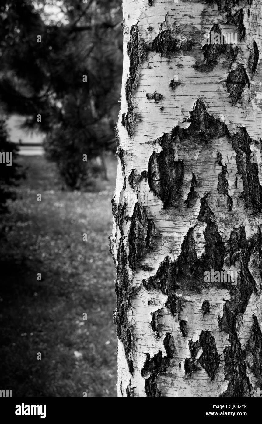 Black and white photo with detail of birch bark. Photography is ...