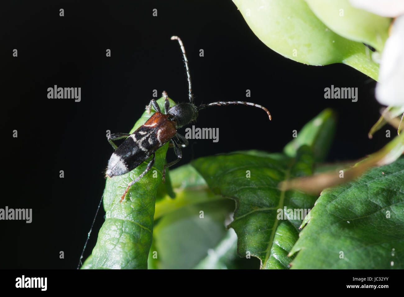 Macro of beetle standing on a leaf Stock Photo - Alamy