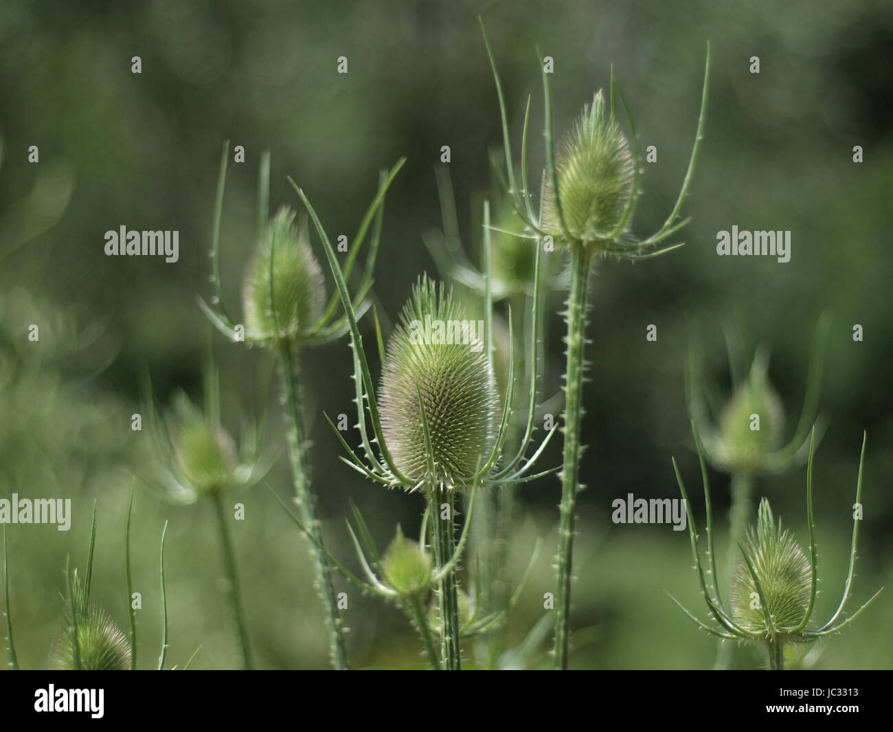 Photo of green thistles with blurry background Stock Photo - Alamy