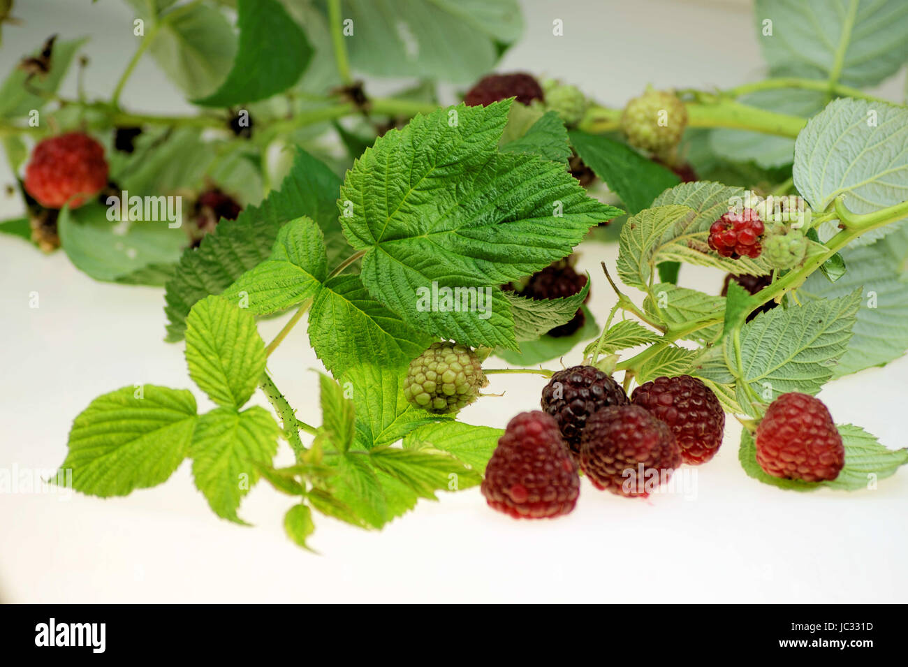 raspberry (rubus idaeus),fruit Stock Photo - Alamy