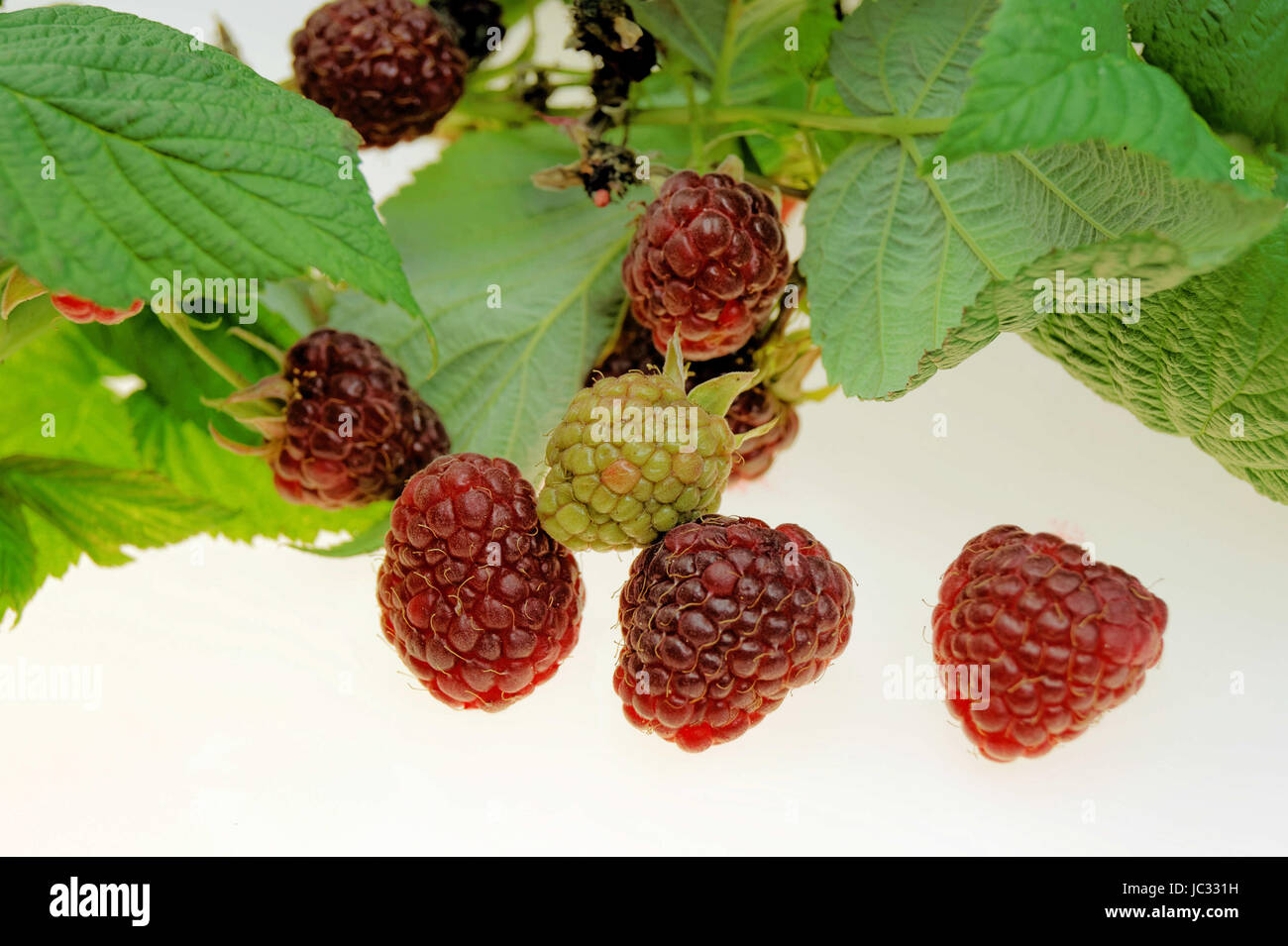 raspberry (rubus idaeus),fruit Stock Photo - Alamy
