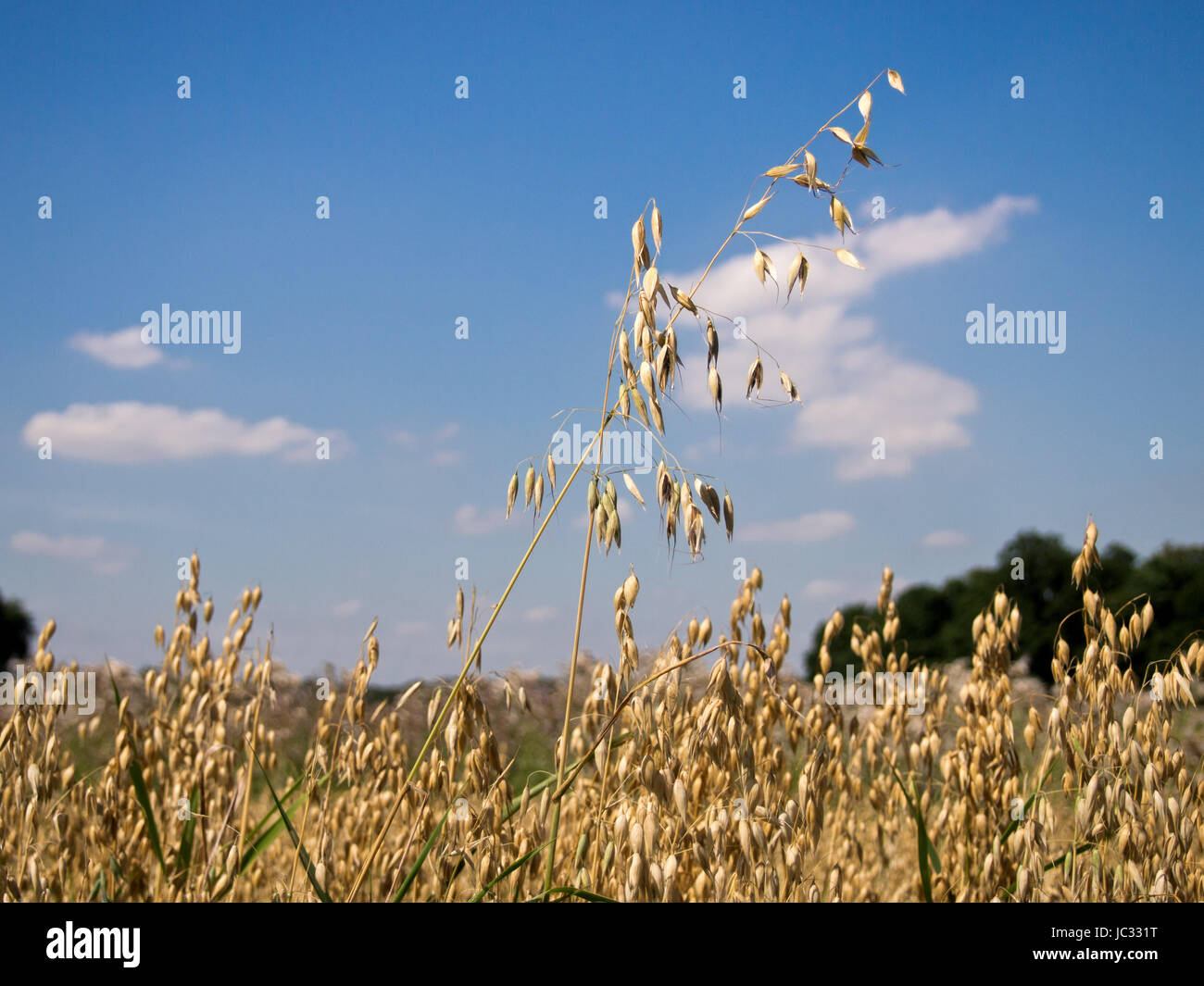 Detail of oats crop on blue sky landscape background Stock Photo - Alamy