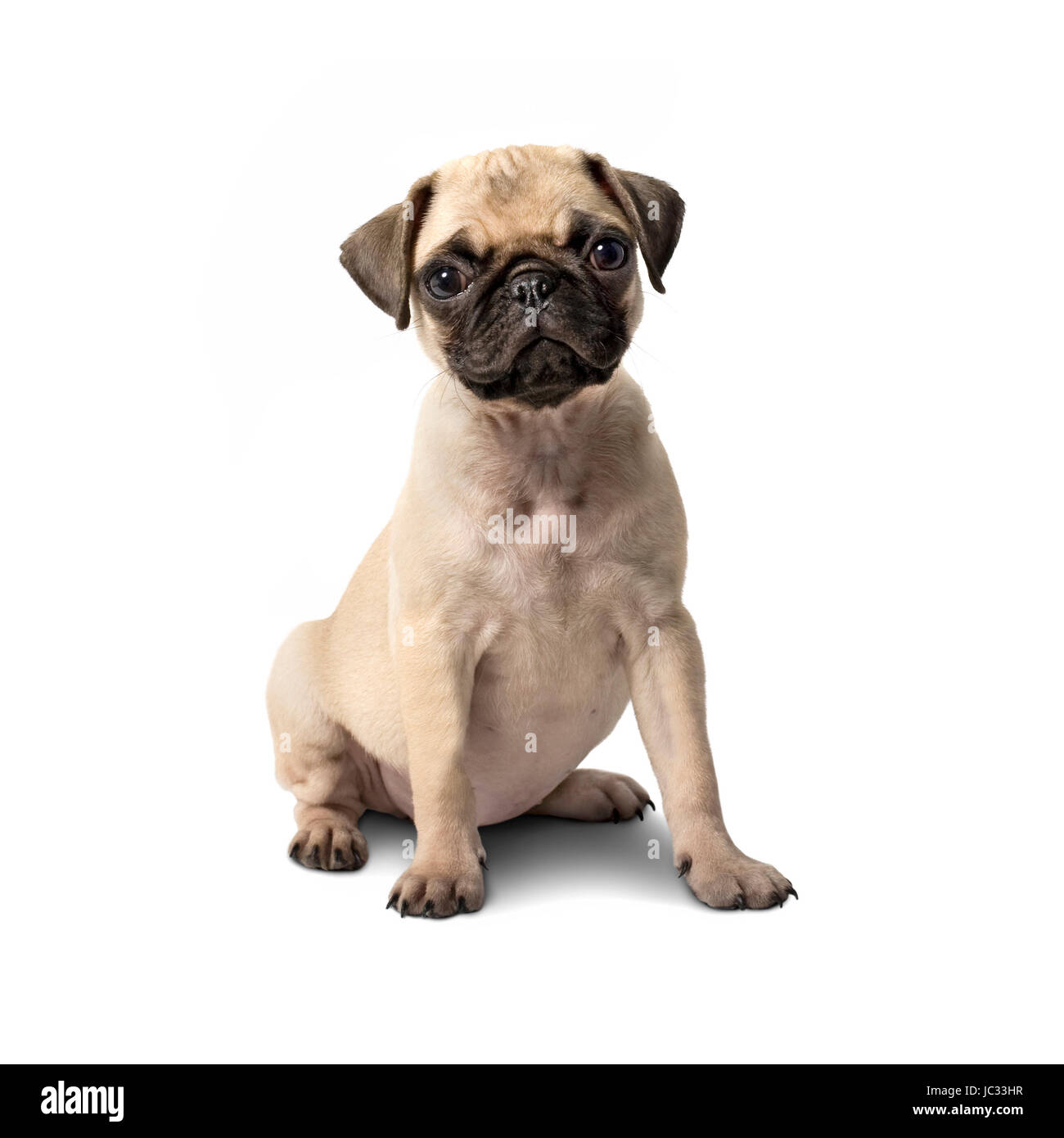 pug puppy isolated on white background Stock Photo - Alamy