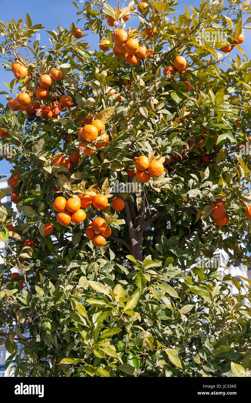 Orange tree with fresh fruits - Citrus sinensis Stock Photo - Alamy