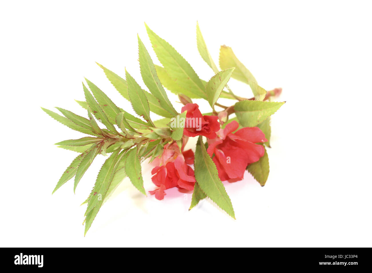 frische gesunde rote Balsamine auf hellem Hintergrund Stock Photo - Alamy