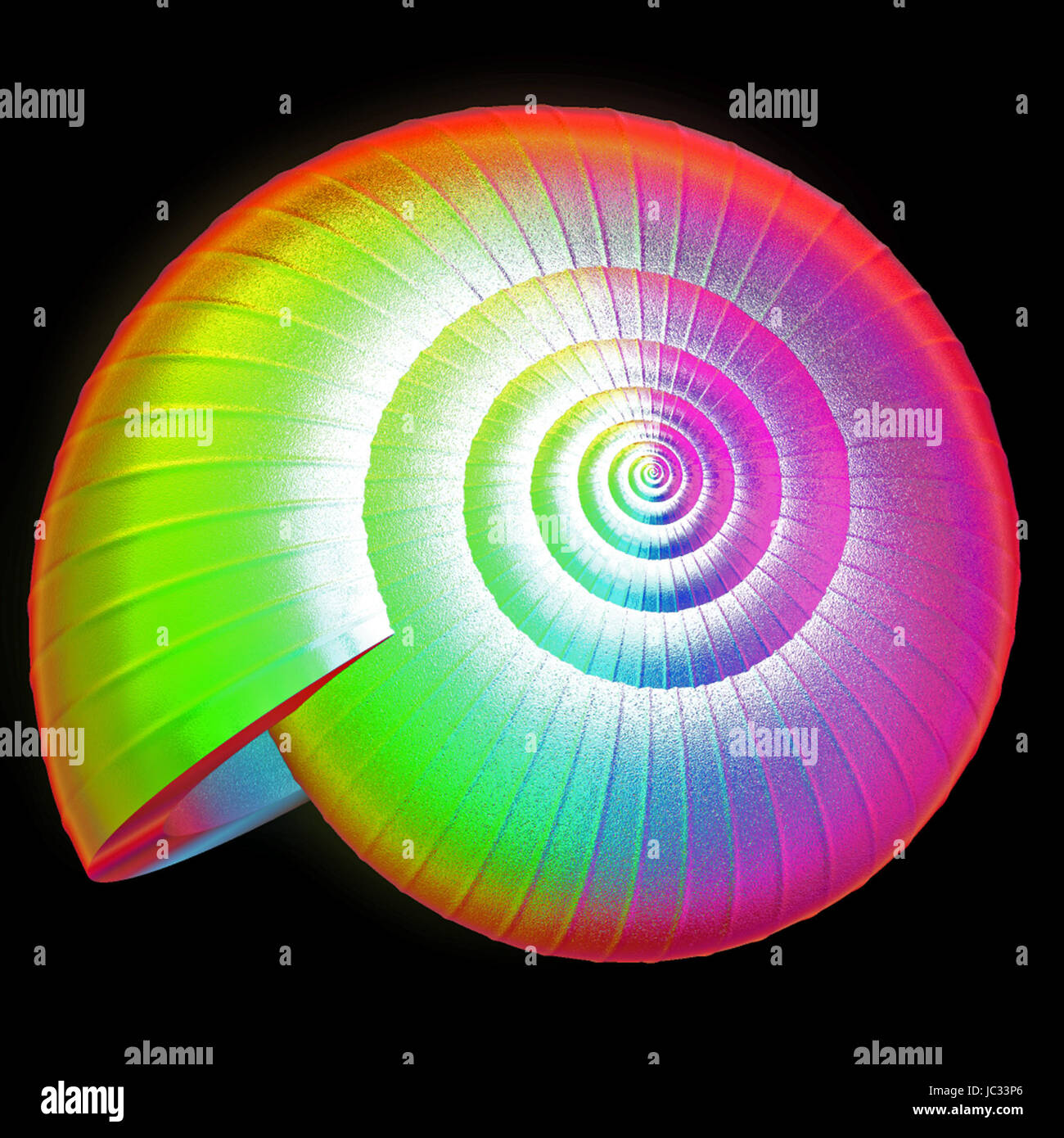 Intricate shell structures hi-res stock photography and images - Alamy