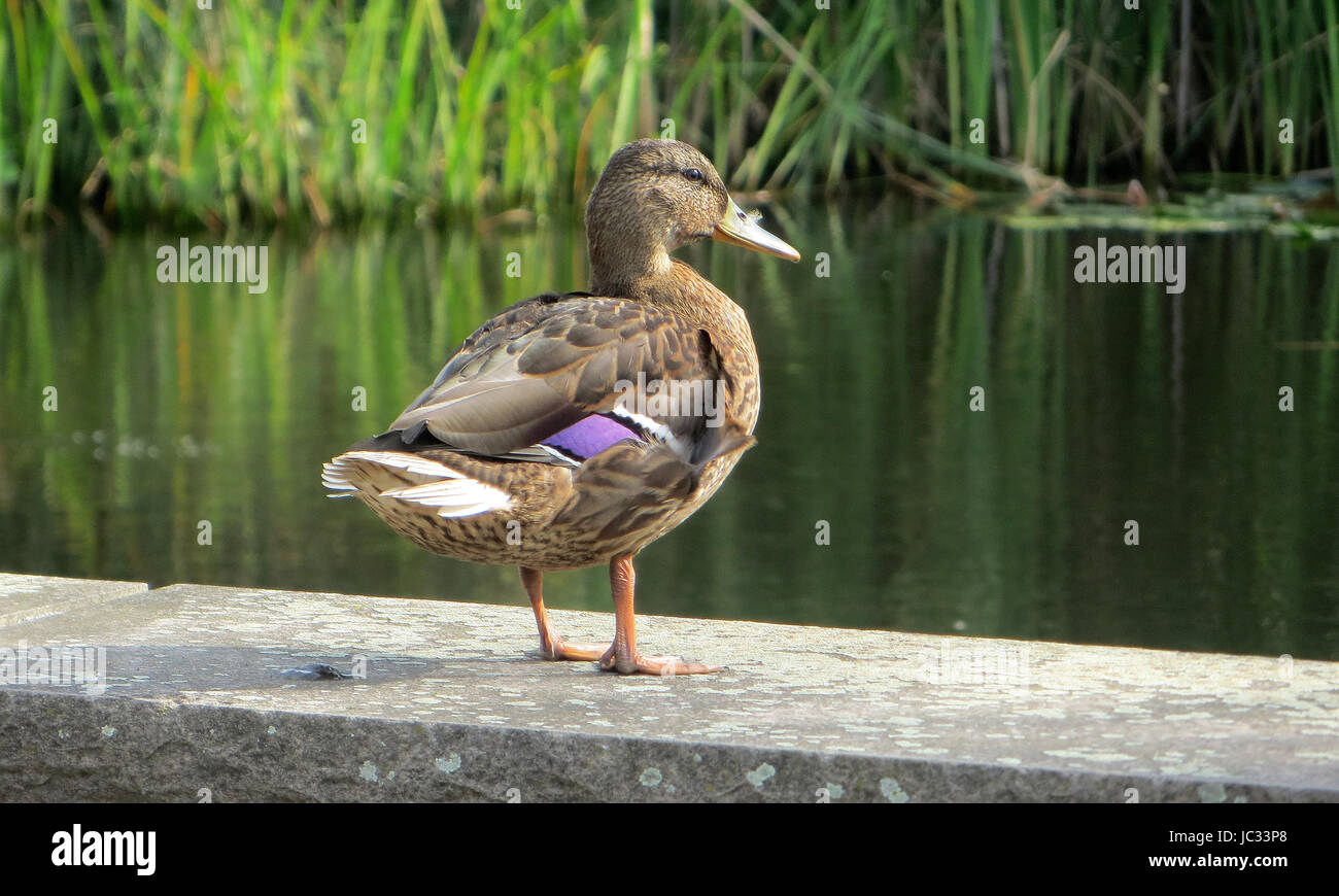 mallard in plumage Stock Photo - Alamy