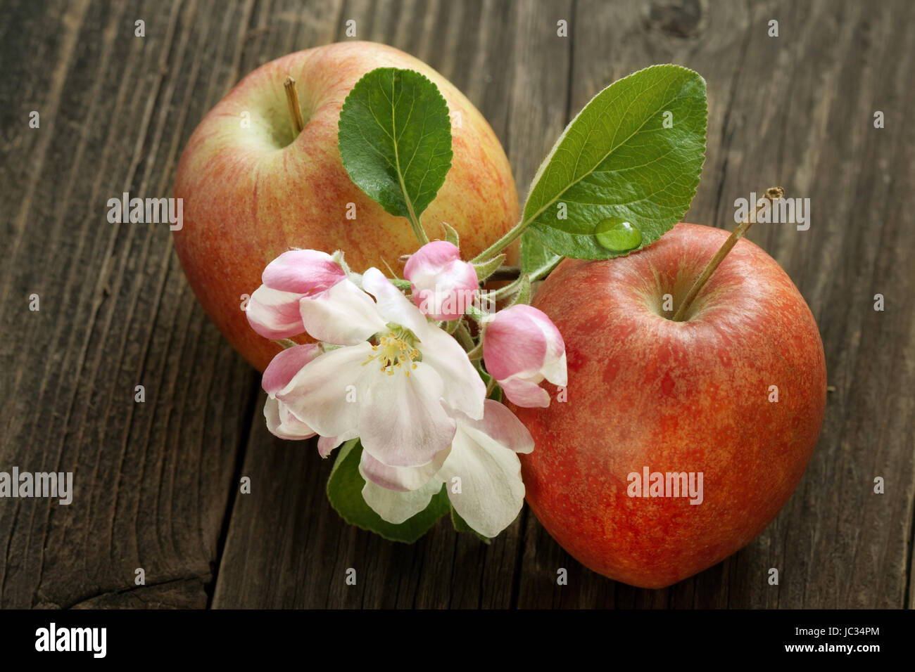 apples - harvest time Stock Photo - Alamy
