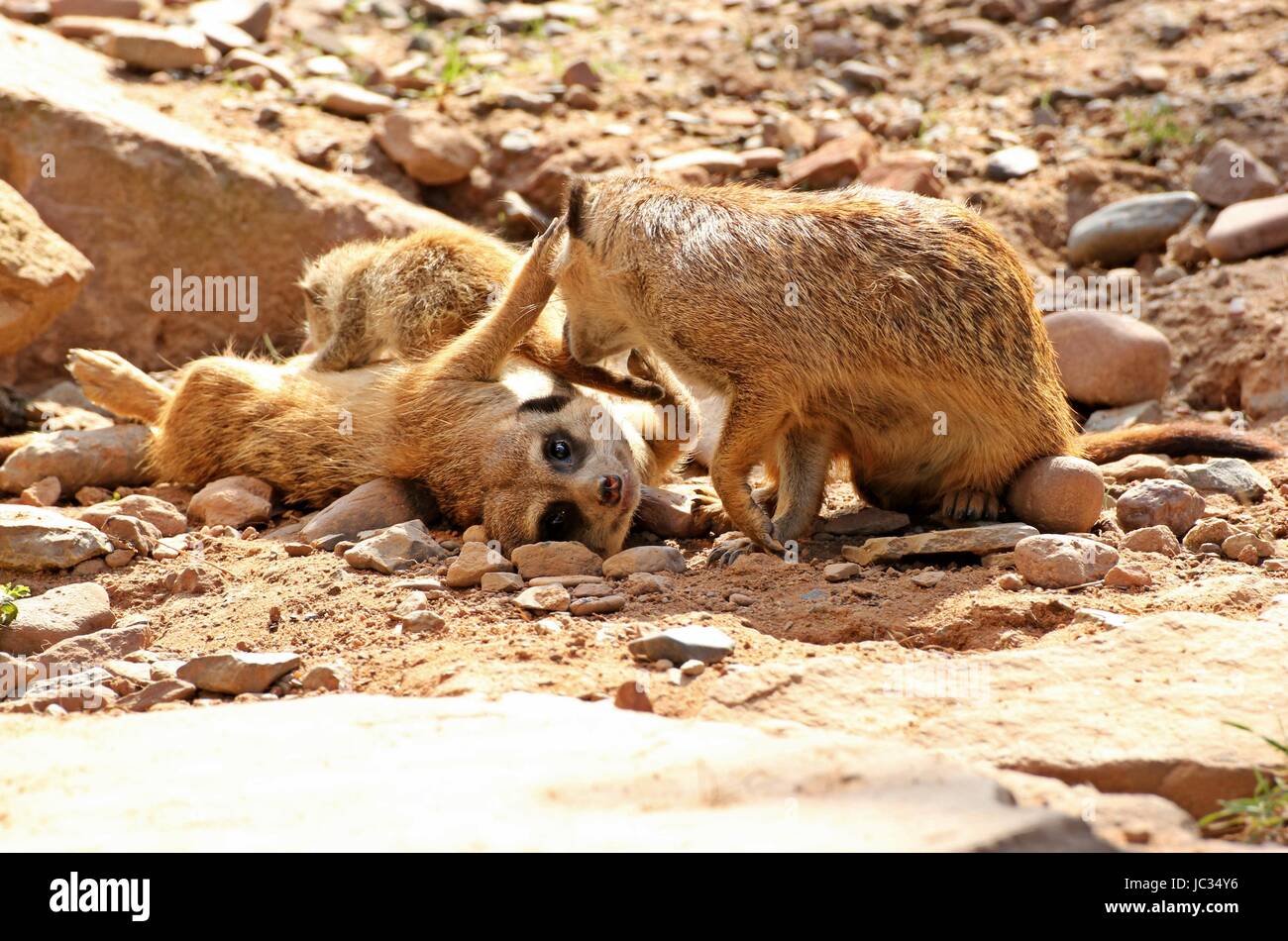 Meerkat drinking hi-res stock photography and images - Alamy