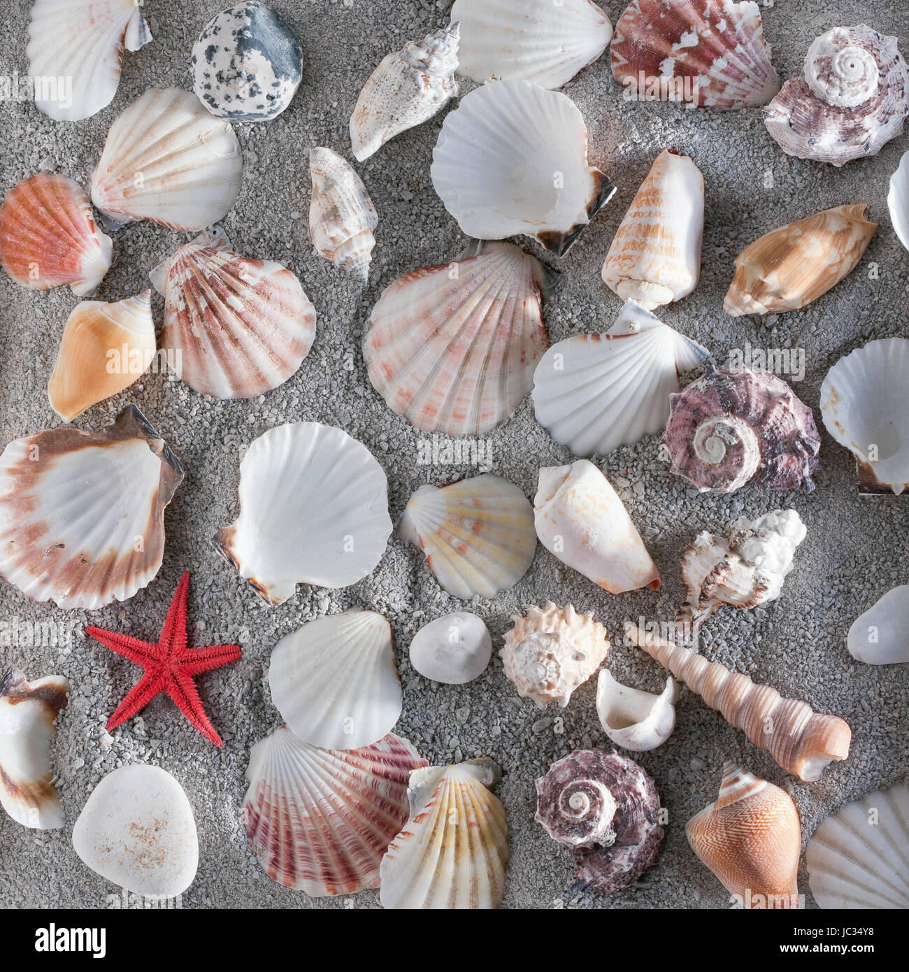 Muscheln hintergrund hi-res stock photography and images - Alamy