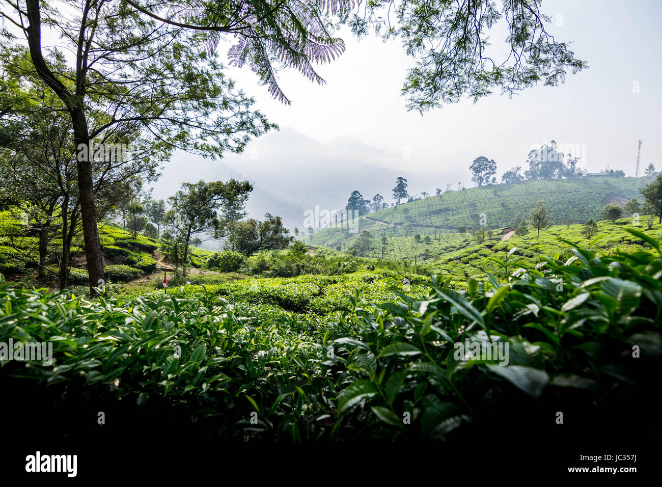 Tea estates in Munnar, India Stock Photo - Alamy