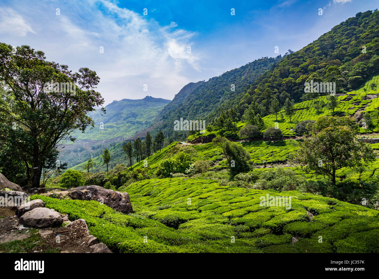 Tea estates in Munnar, India Stock Photo - Alamy