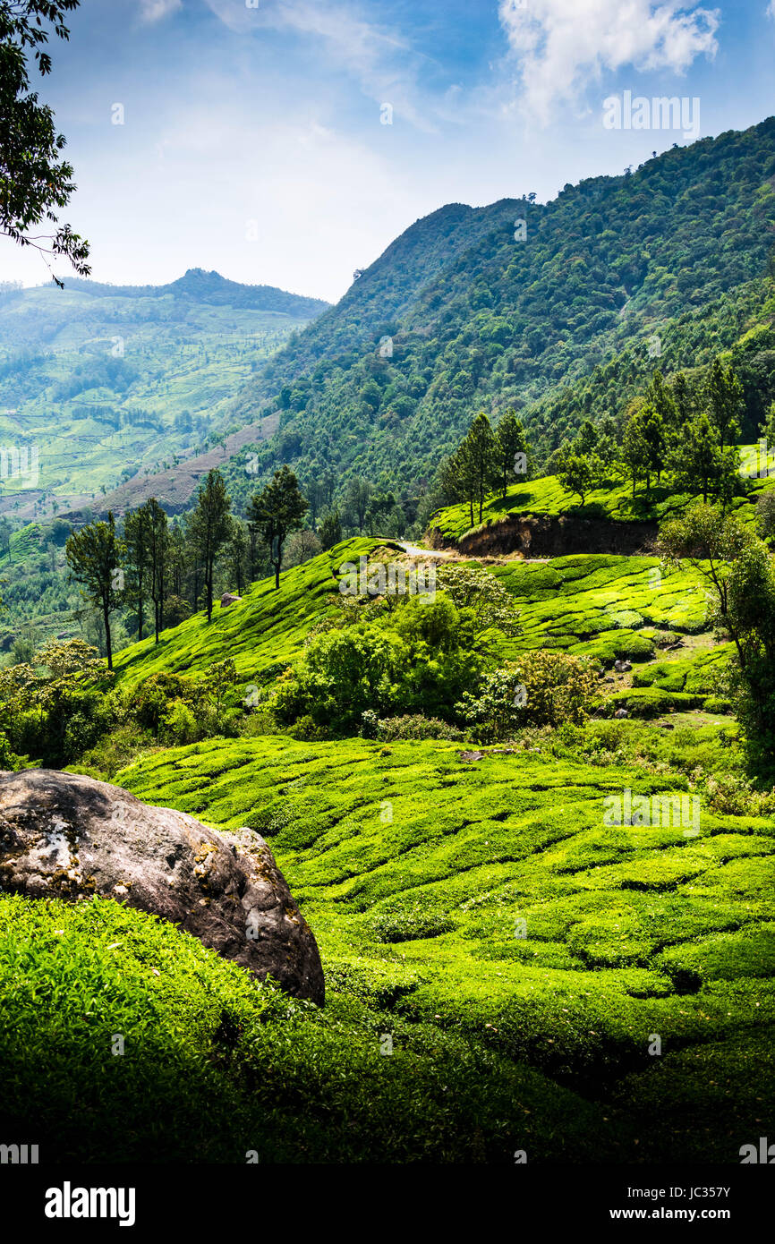 Tea estates in Munnar, India Stock Photo - Alamy