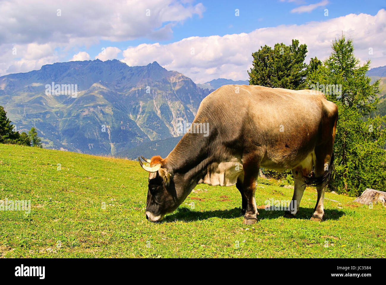 Almkuh - alp cow 19 Stock Photo - Alamy
