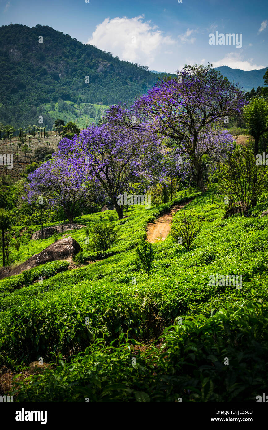 Tea estates in Munnar, India Stock Photo - Alamy