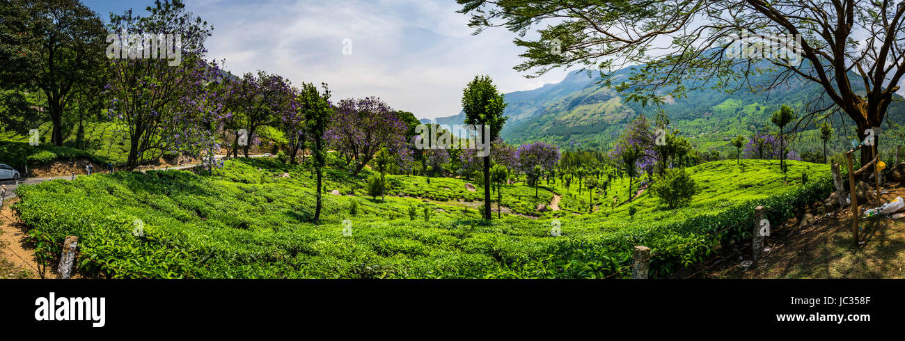 Tea estates in Munnar, India Stock Photo - Alamy