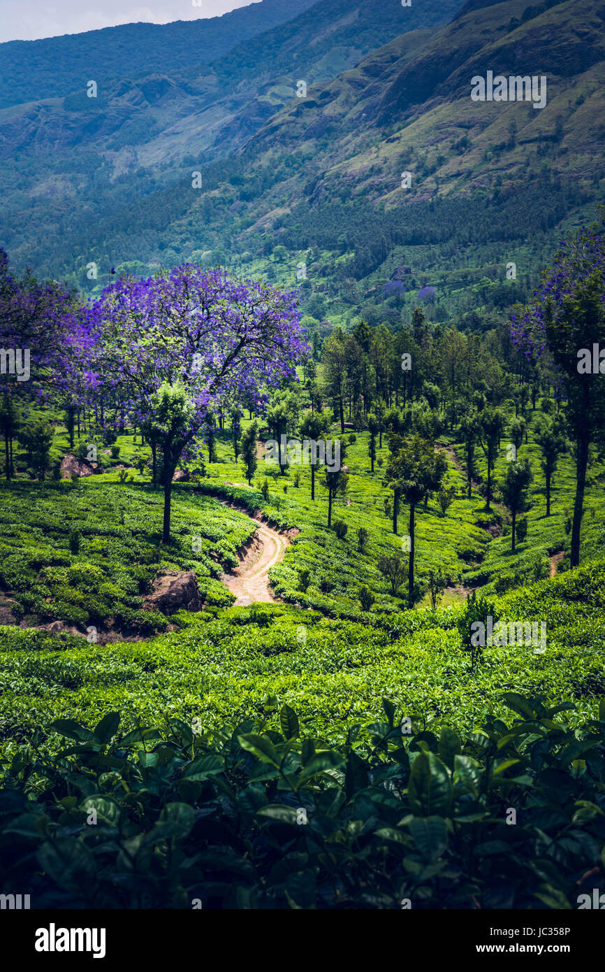 Munnar india highlands tea hi-res stock photography and images - Alamy