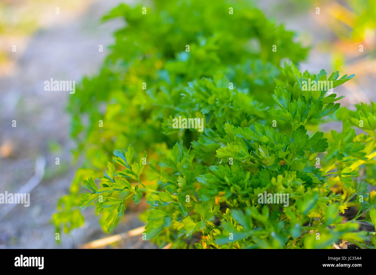 The parsley growing on a bed in sunny day at spring Stock Photo - Alamy