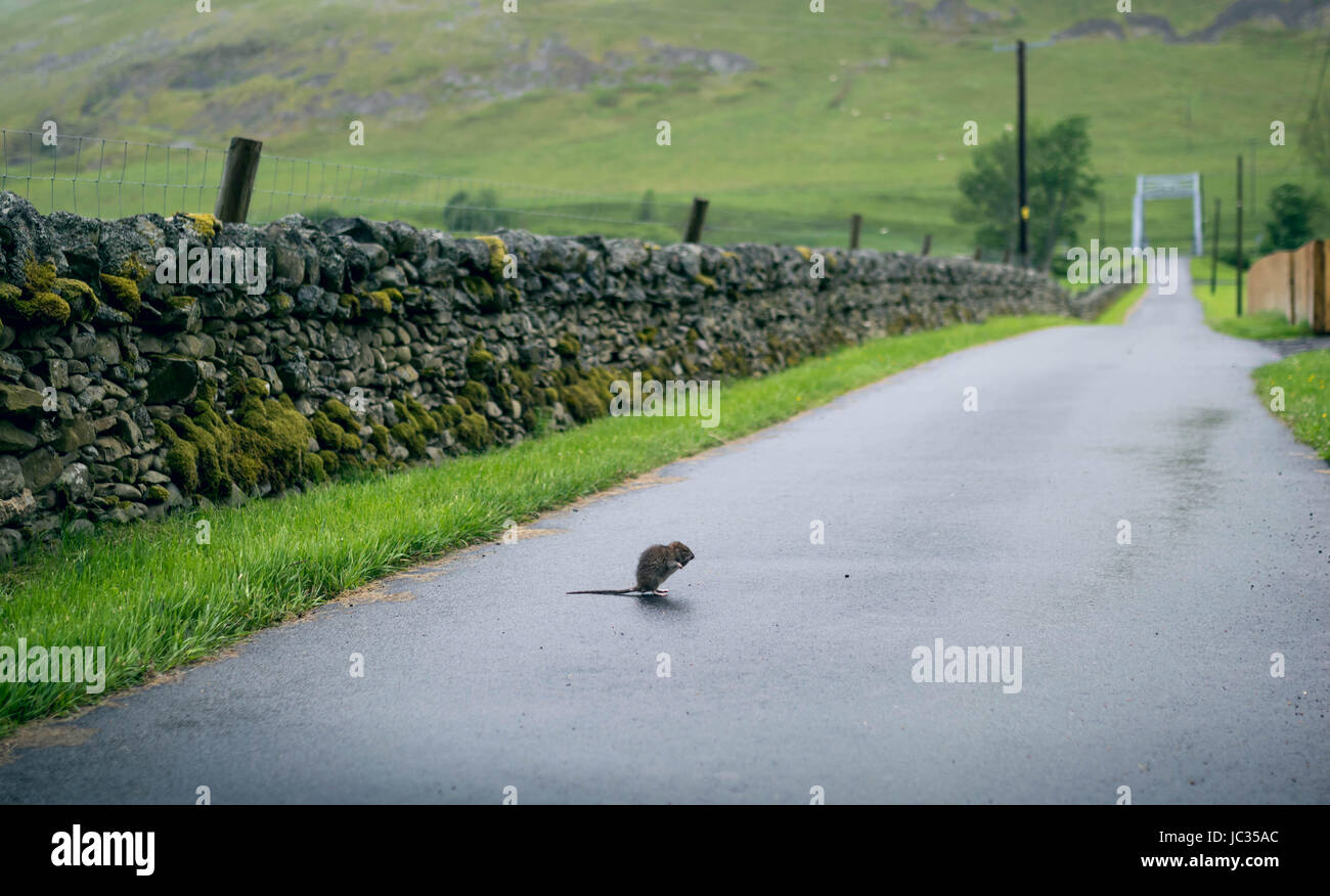 Huge rat on a village road in Scotland Stock Photo - Alamy