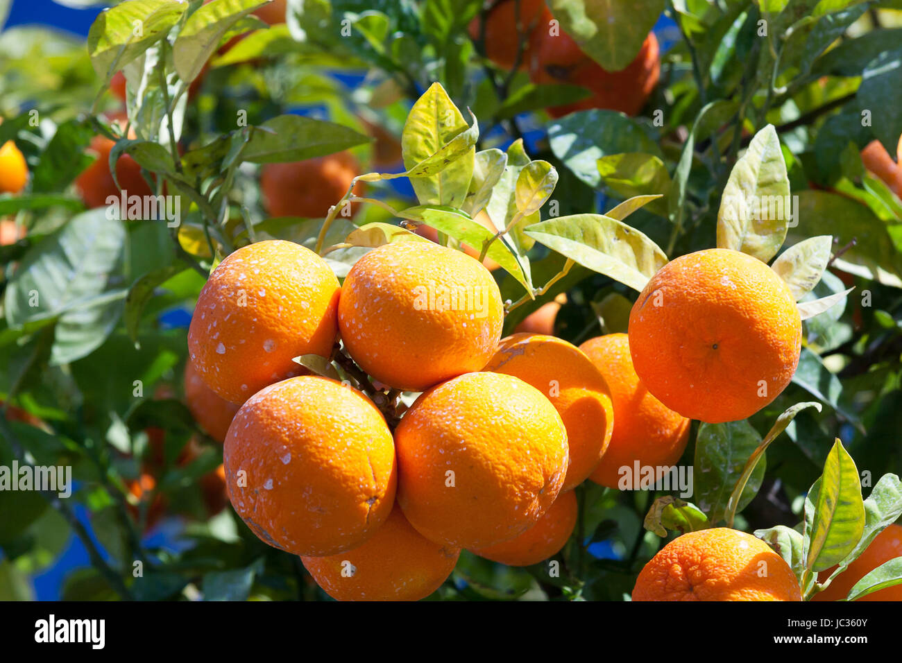 Orange tree with fresh fruits - Citrus sinensis Stock Photo - Alamy