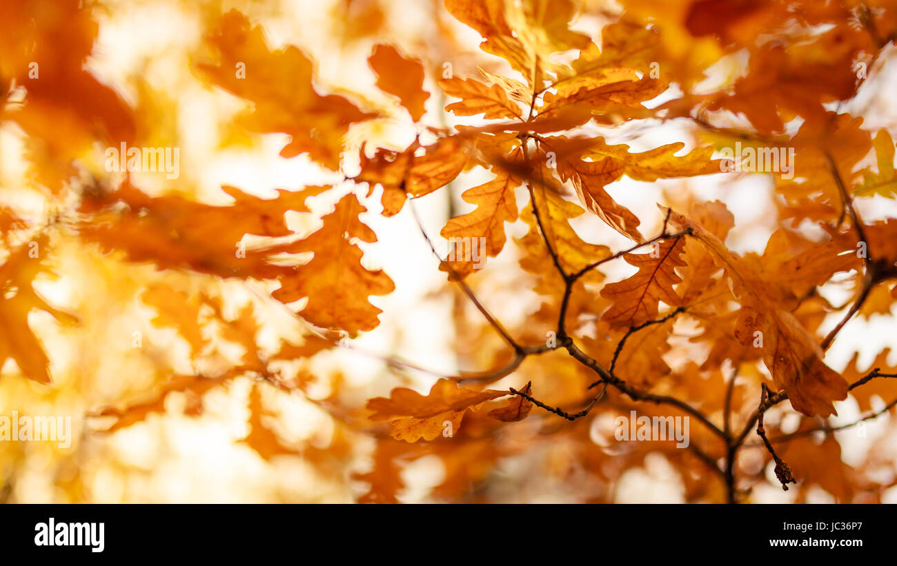 Yellow abstract autumnal leaves background Stock Photo - Alamy
