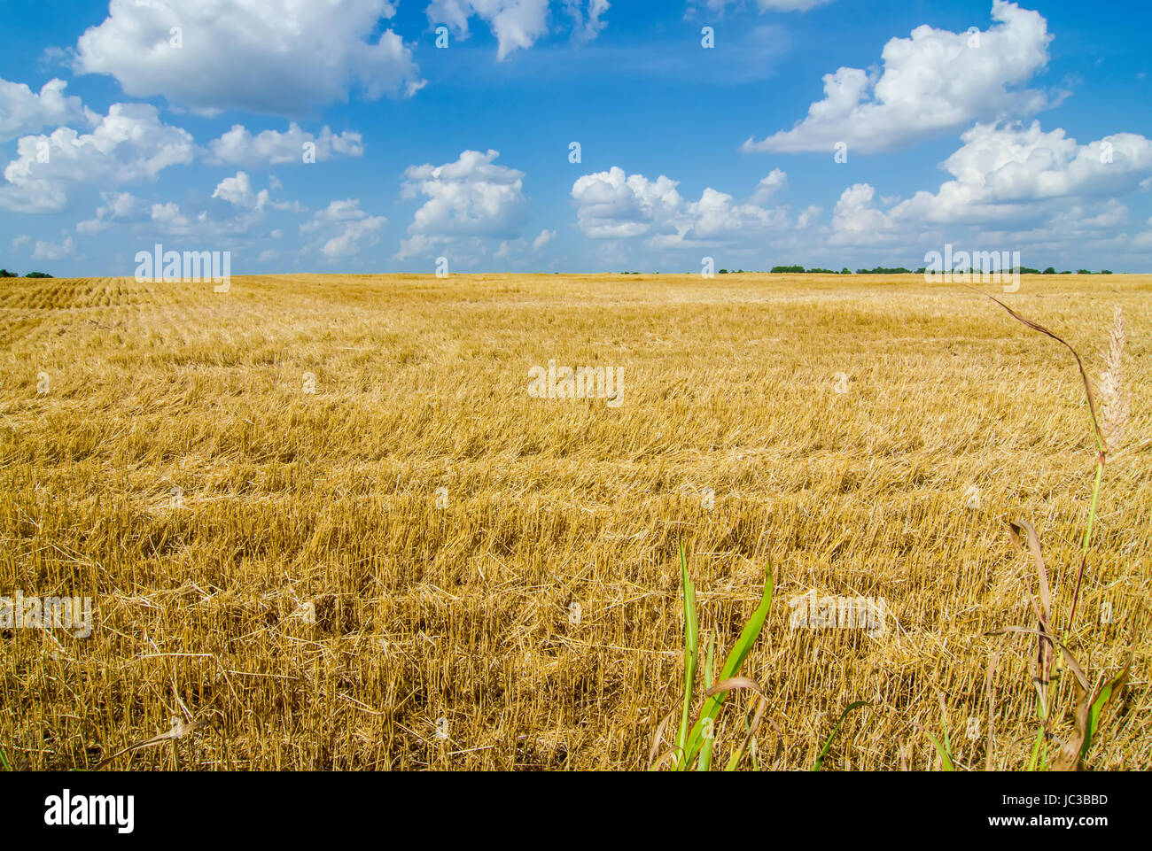 harvest ready farm field Stock Photo - Alamy