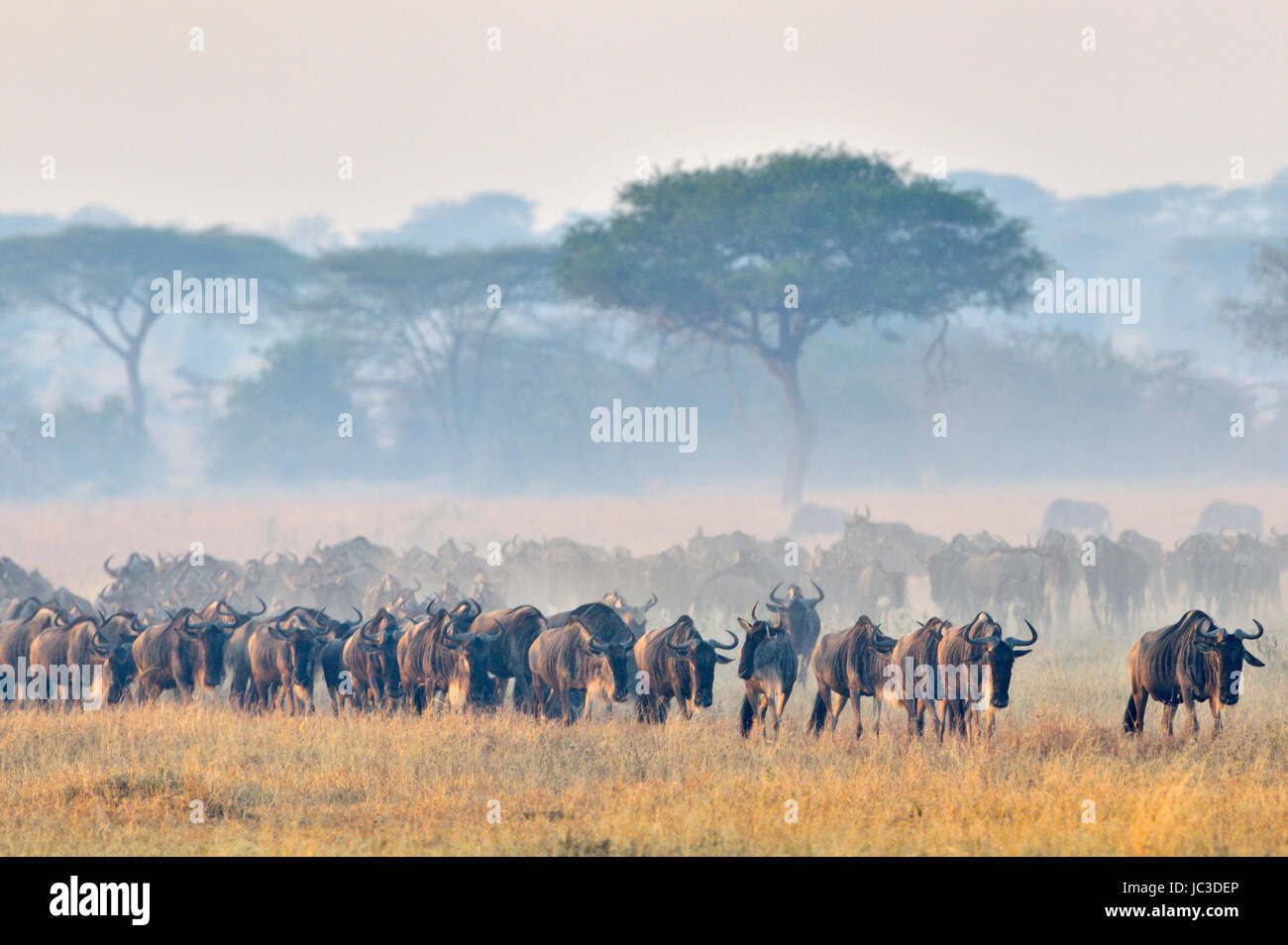 Great migration hi-res stock photography and images - Alamy
