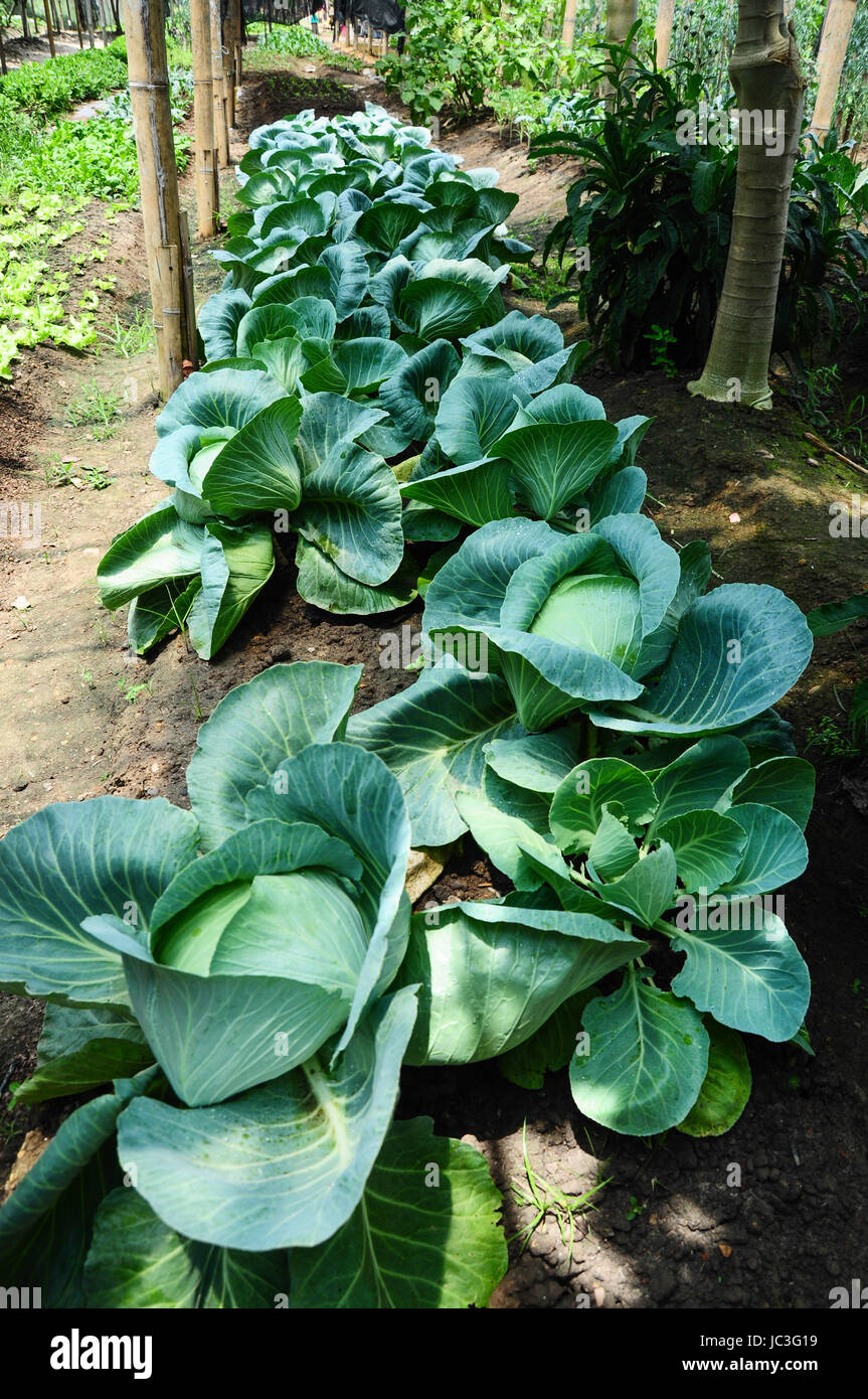 A row of big, fresh and healthy giant cabbages planted organically ...