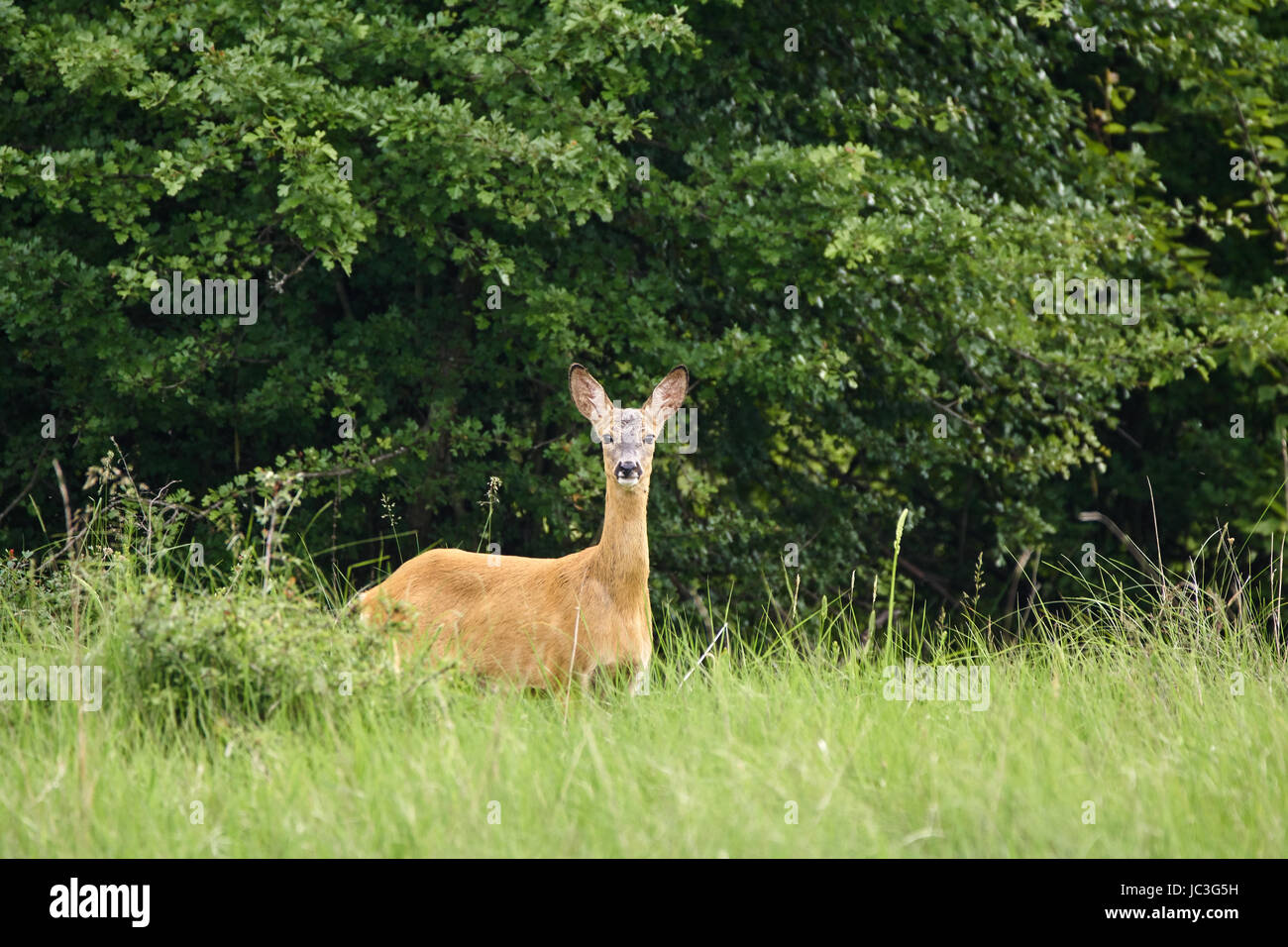 Roe deer at the forest line, looking alert Stock Photo - Alamy