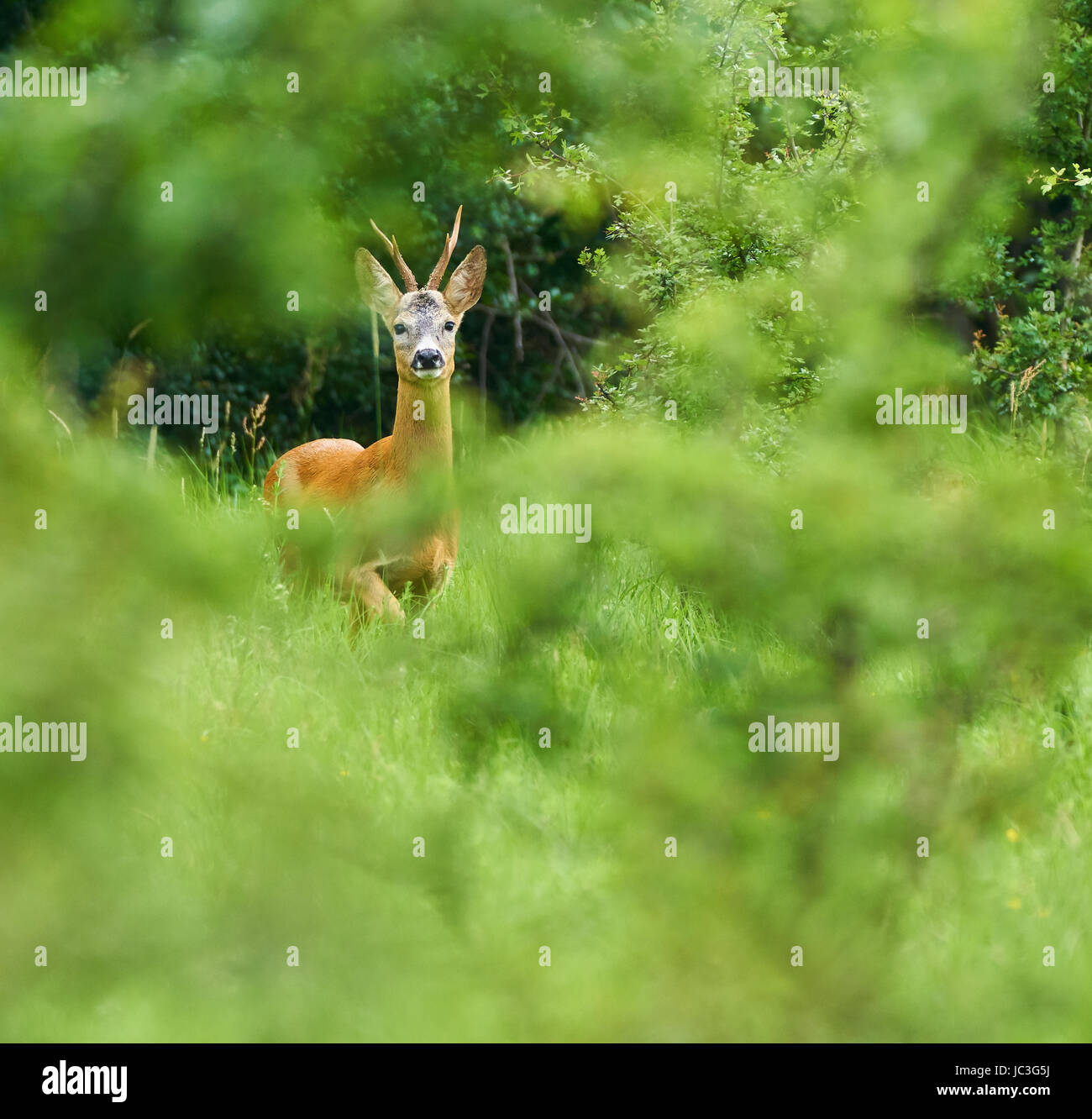 Roe buck in the forest Stock Photo - Alamy
