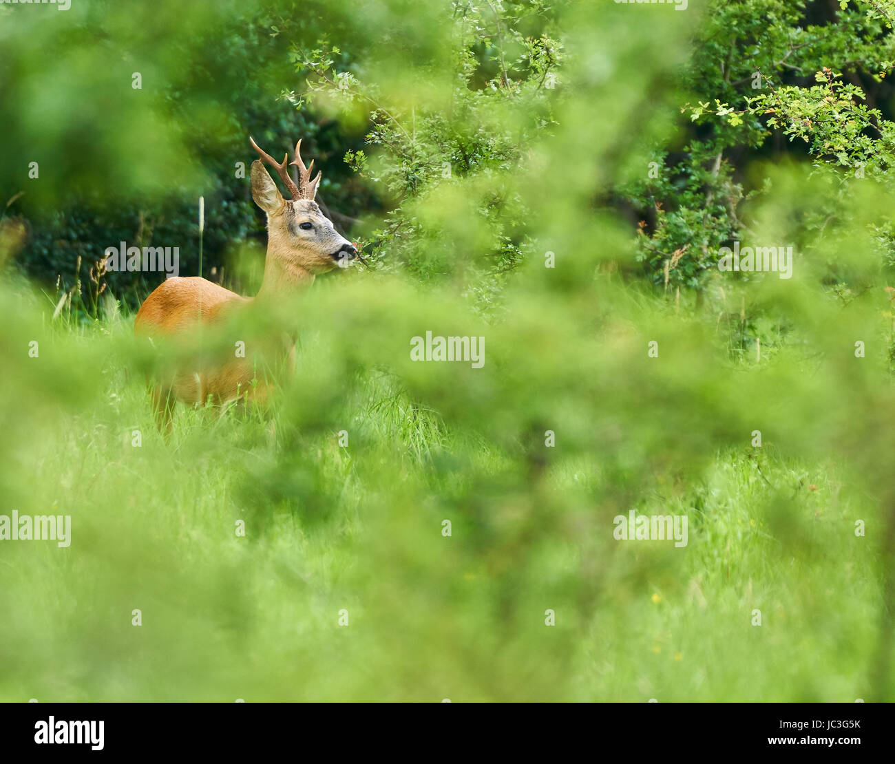 Roe buck in the forest Stock Photo - Alamy