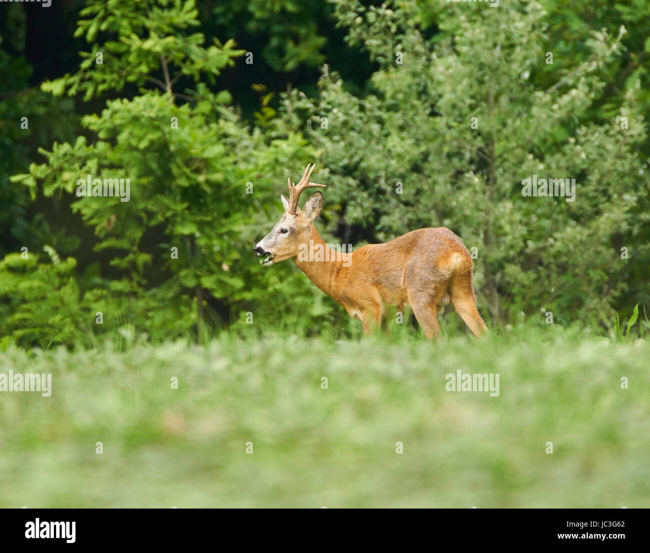 Roe buck in the forest Stock Photo - Alamy