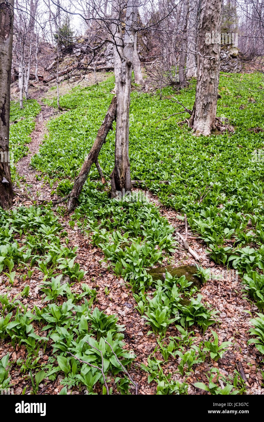 hiking trail with wild garlic plants and trees around in spring Velka ...