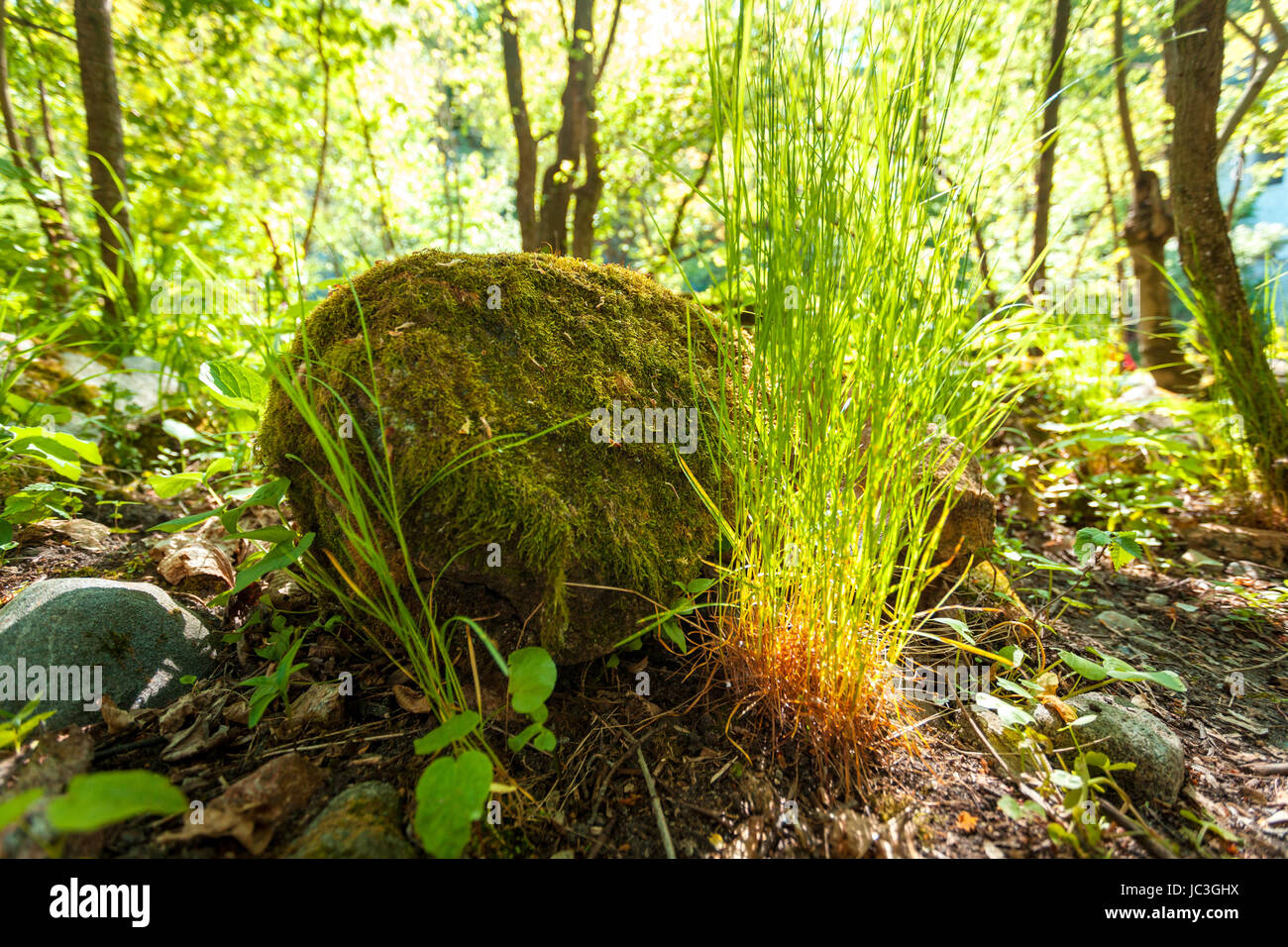 Photo of big rock with grass growing around at forest Stock Photo - Alamy