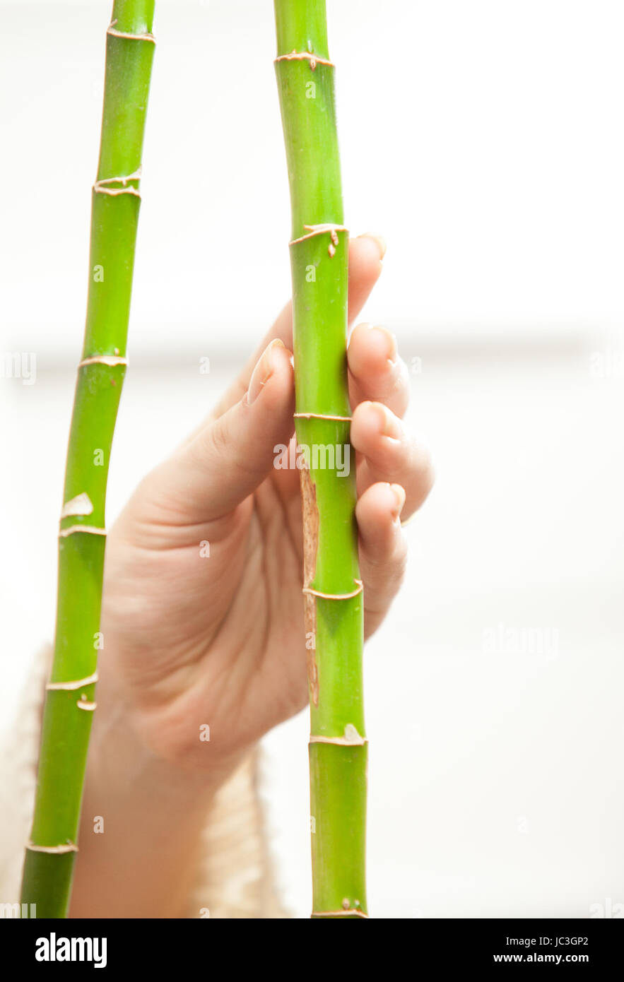 Isolated photo of hand touching tenderly young bamboos Stock Photo - Alamy