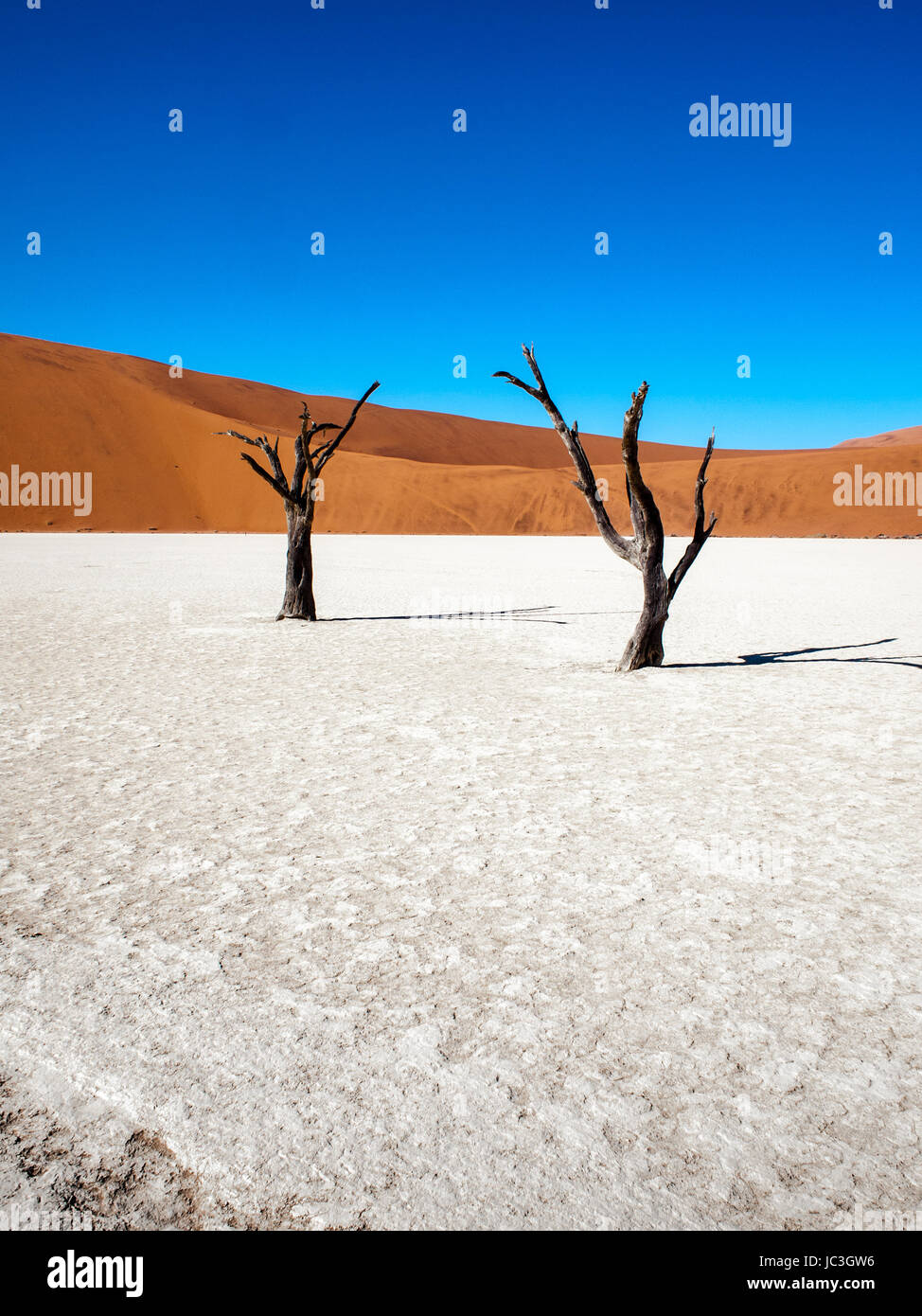 Dead acacia trees at Deadvlei in the Namib desert in Namibia, Africa ...