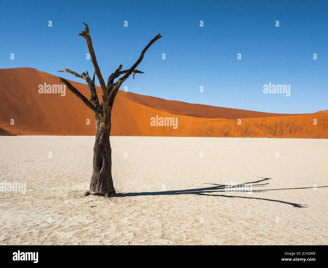 Dead acacia trees at Deadvlei in the Namib desert in Namibia, Africa ...